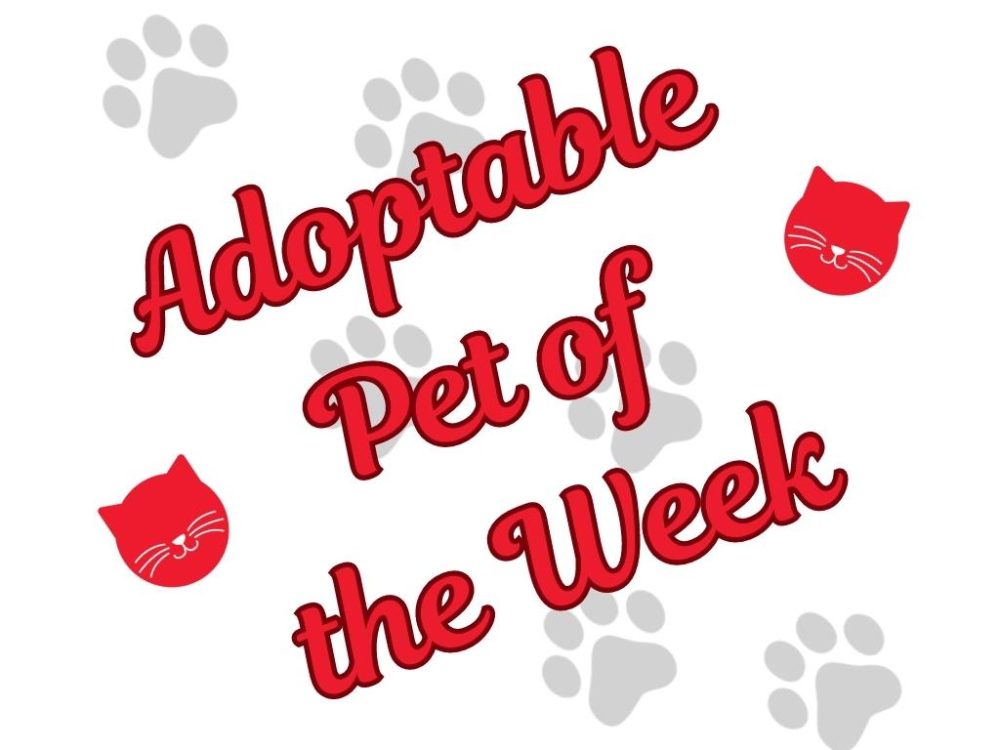 Adoptable Pet of the Week: Ginger - WestfordCAT