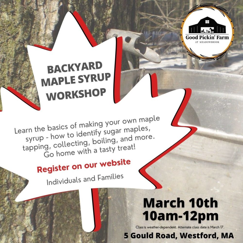 Backyard Maple Syrup - WestfordCAT