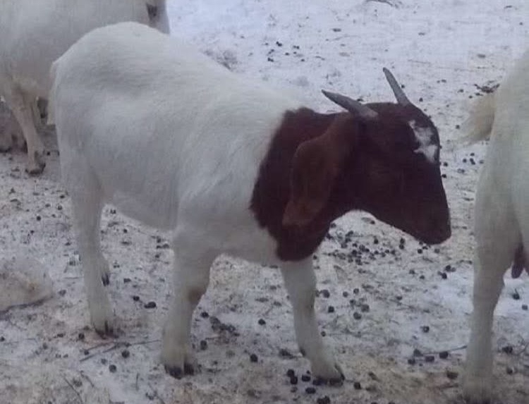 Runaway goat captured in Westford - WestfordCAT